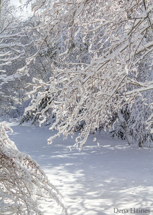 13 Snow Photography Tips: A Beginner’s Guide | Photo-natural.com