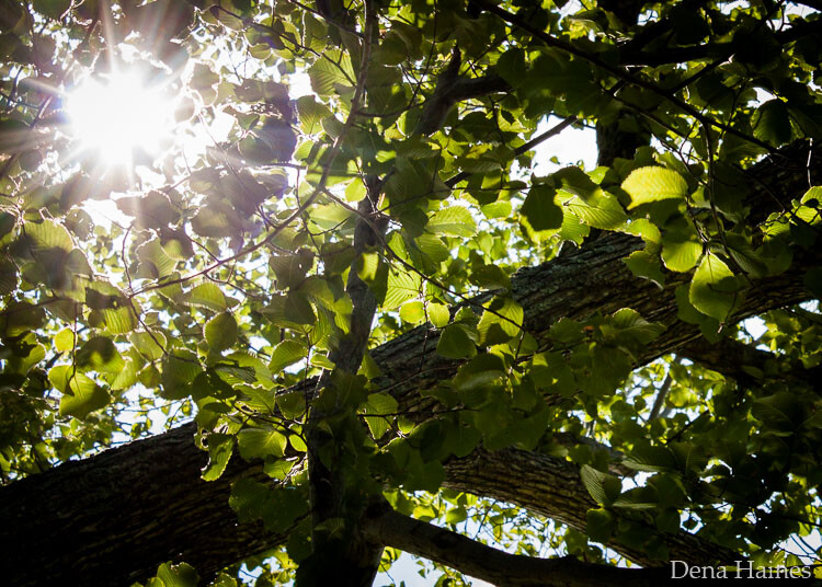 How to Photograph Sun Flares: 14 Tips for Beginners | Photo-natural.com