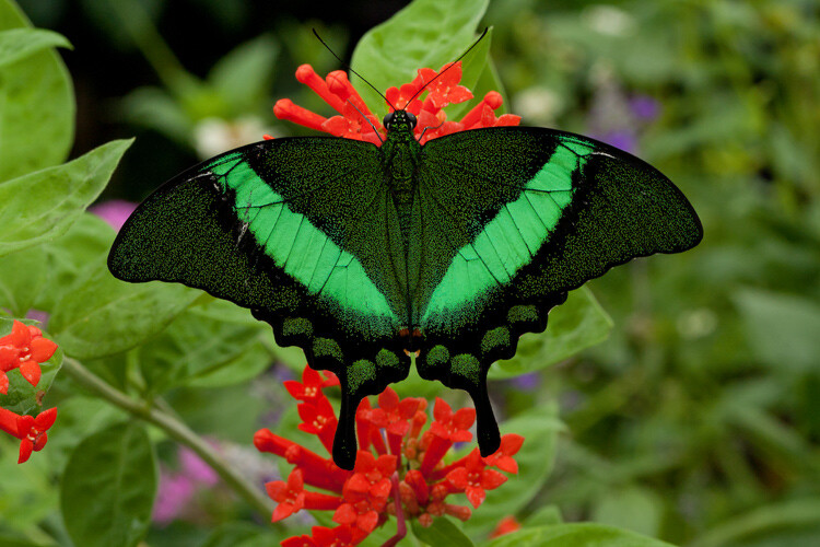 10 Tips for Great Butterfly Photos | Photo-natural.com