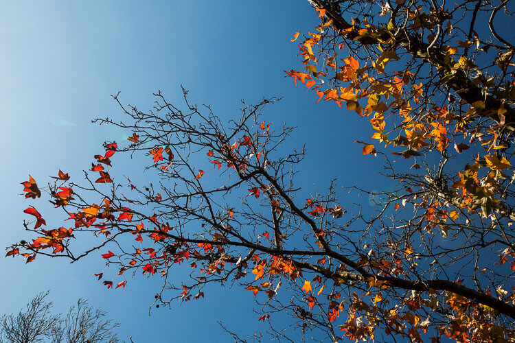 10 Ideas for Photographing Nature in your Backyard | Photo-natural.com