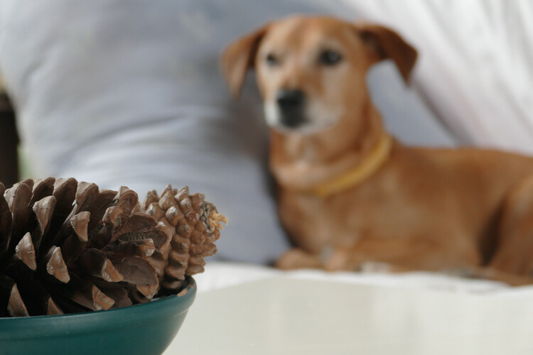 How Using a Manual Focus Lens Can Make You a Better Photographer