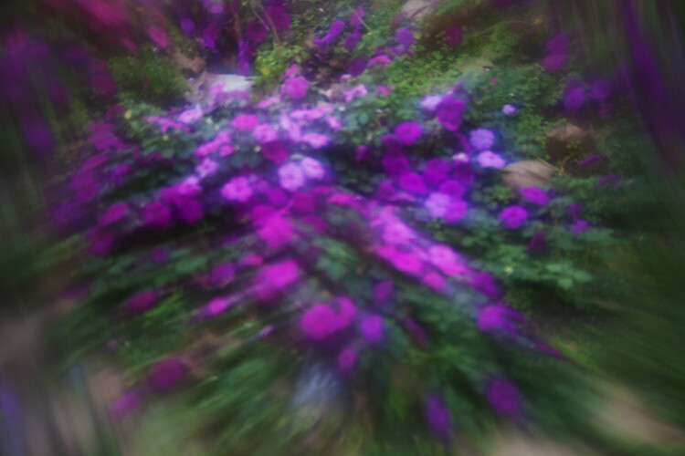How to Create Abstract Images With a Soft-Focus Look Using Vaseline