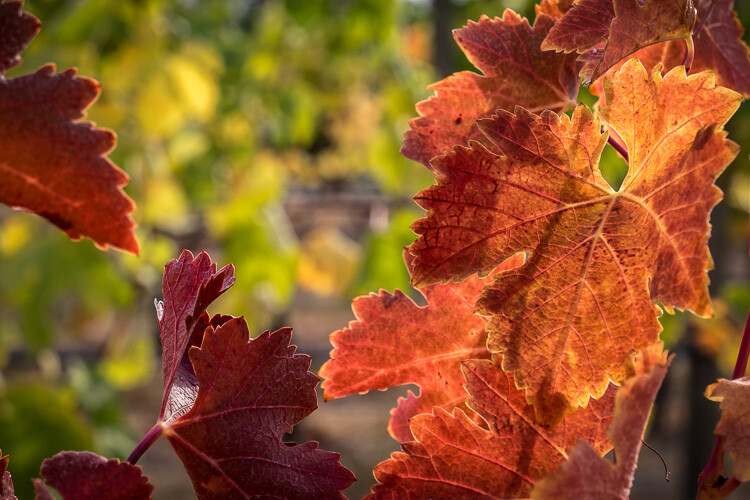 Format Portrait Fall Colors