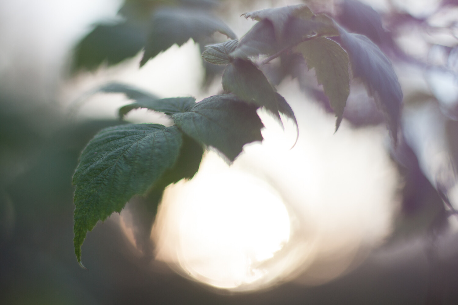 5 Tips for Gorgeous Nature Photography Lighting
