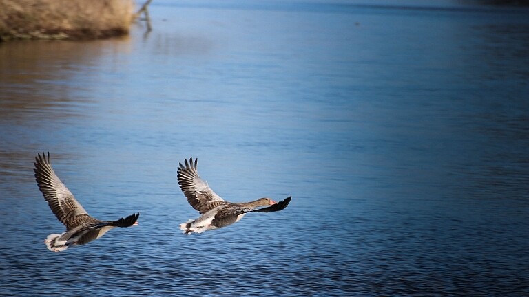 24 Fantastic Photos of our Fine Feathered Friends - Birds
