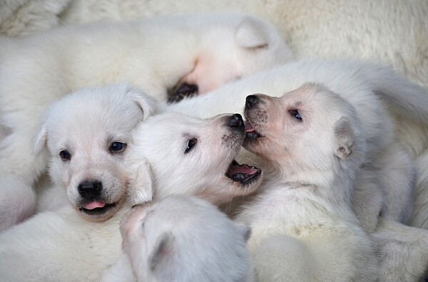 24 Cuddly Images That Make You Say Awww
