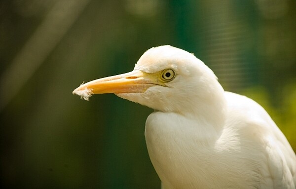 24 Fantastic Photos of our Fine Feathered Friends - Birds