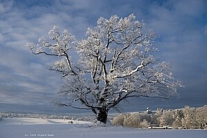 24 Frozen Images of Some Cold Winter Weather