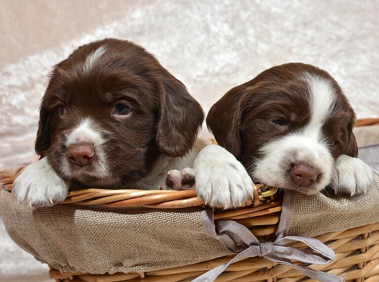 18 Furry Images of Man's Best Friends - Pets